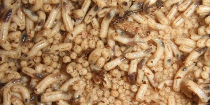 Entomologie : Insectes, cadavres et scènes de crime - Police Scientifique